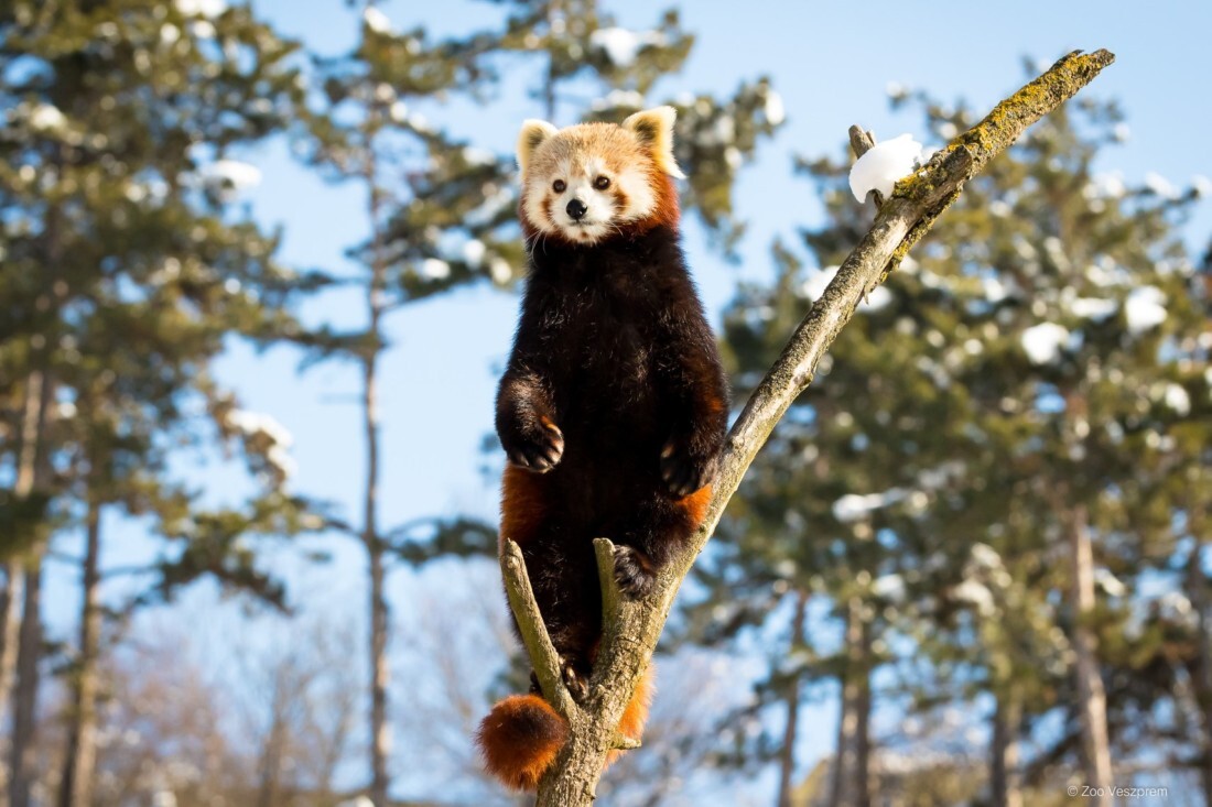 Ott vagyunk már? 21 balatoni hely gyerekekkel, északon és délen - Forbes.hu