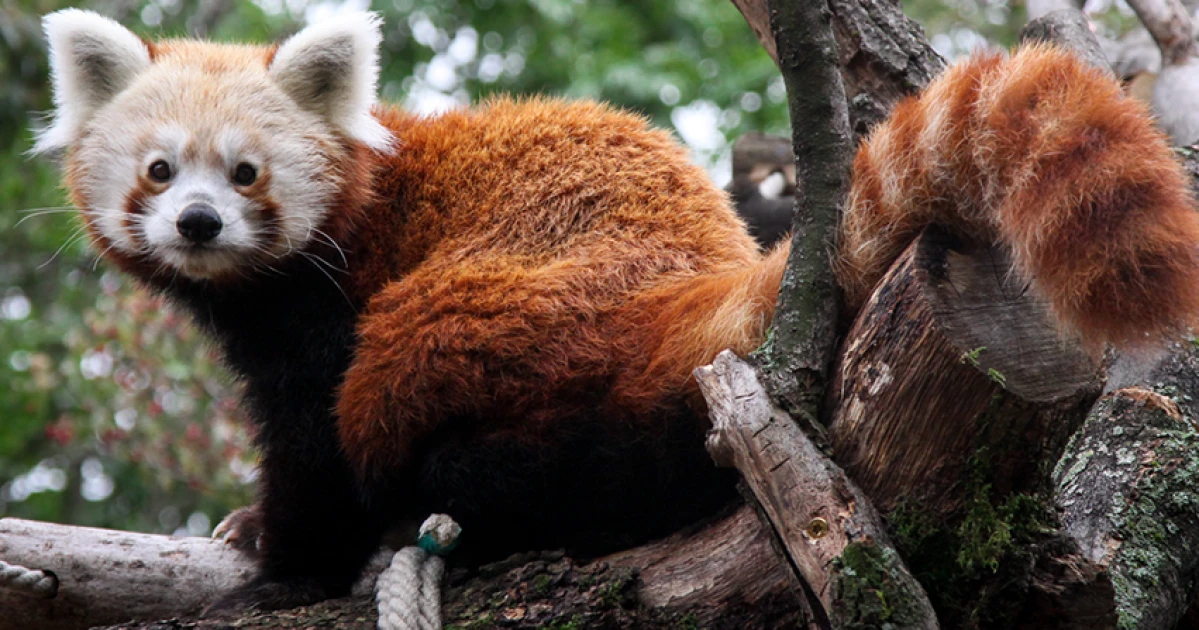 Segítenél a pécsi vörös pandákon? Most megteheted egy kattintással ...
