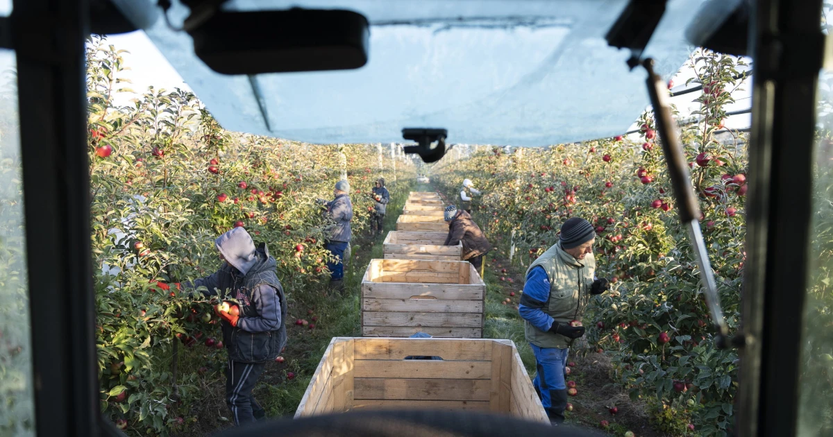 Pár év, és nem lesz elég alma? 38 forintos felvásárlási árért nem csoda ...